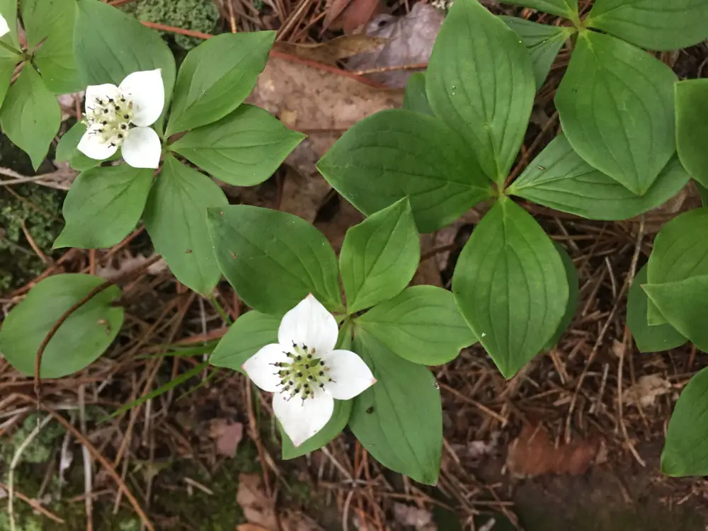 Banning State Park – Parks & Trails Council of Minnesota