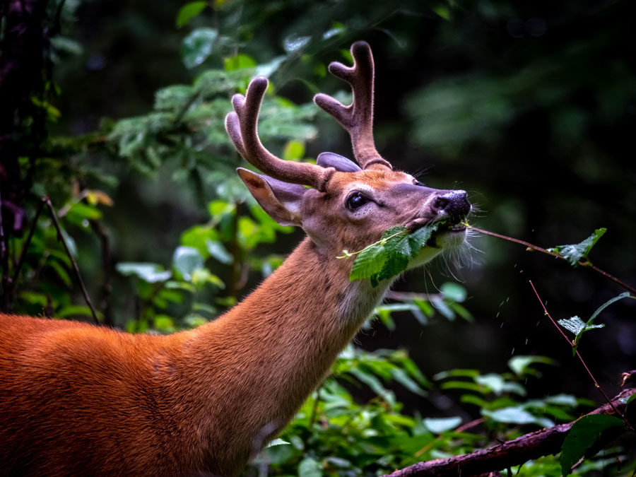 Split Rock Lighthouse State Park – Parks & Trails Council of Minnesota