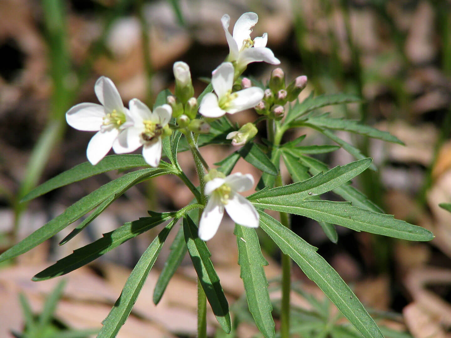 Cutleaf Toothwort – Parks & Trails Council of Minnesota